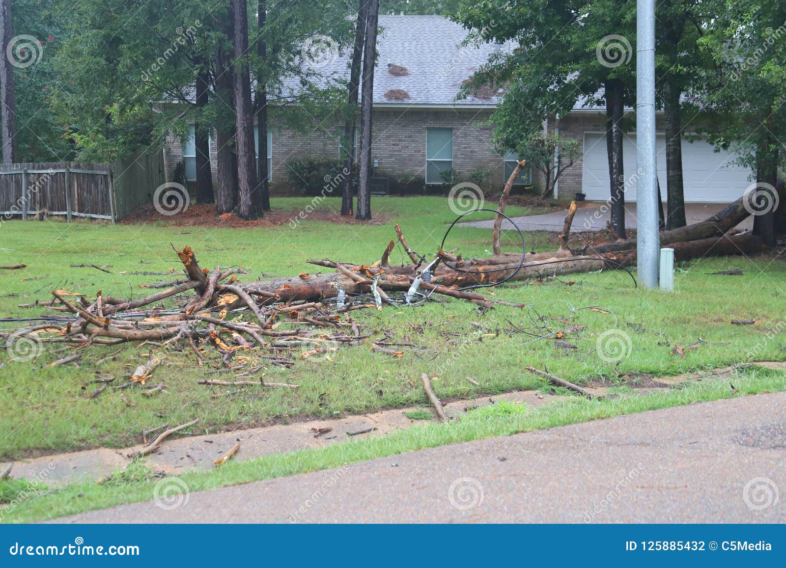 Fallen Tree on Downed Power Lines Stock Photo - Image of takes, damage ...