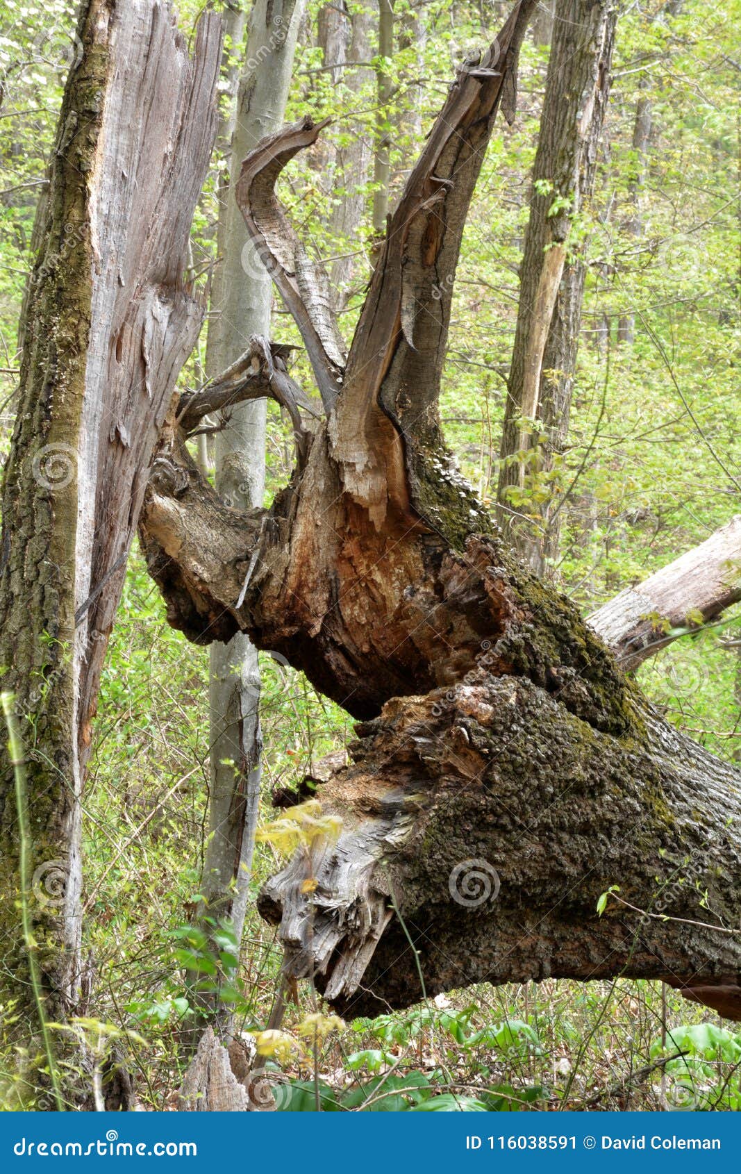 Fallen Tree in Early Spring Stock Image - Image of contrasted, green ...