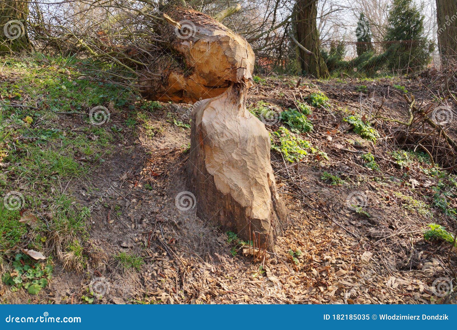 A Fallen Tree. the Effect of the Beaver Family on the River Bank Stock ...