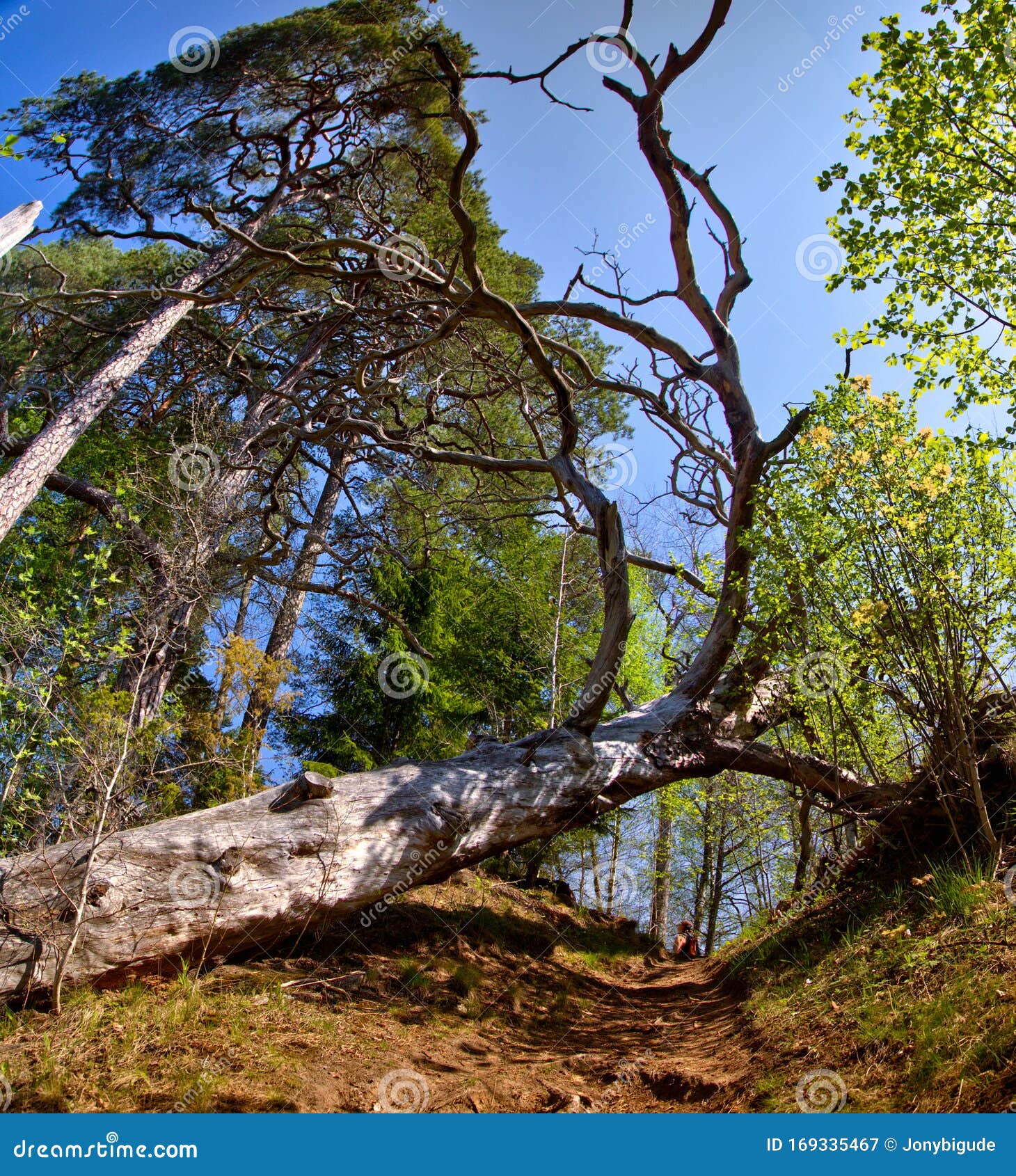 Fallen tree stock image. Image of reserve, died, problem - 169335467