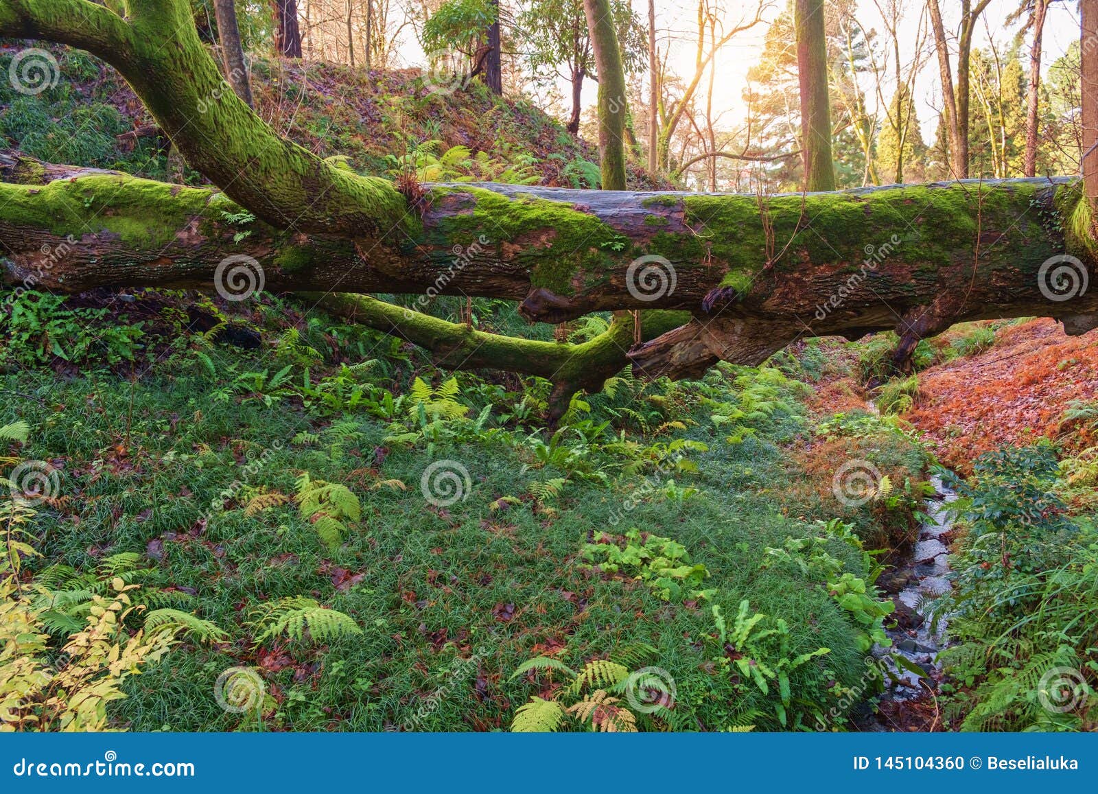 Fallen tree stock photo. Image of fern, outdoors, forest - 145104360