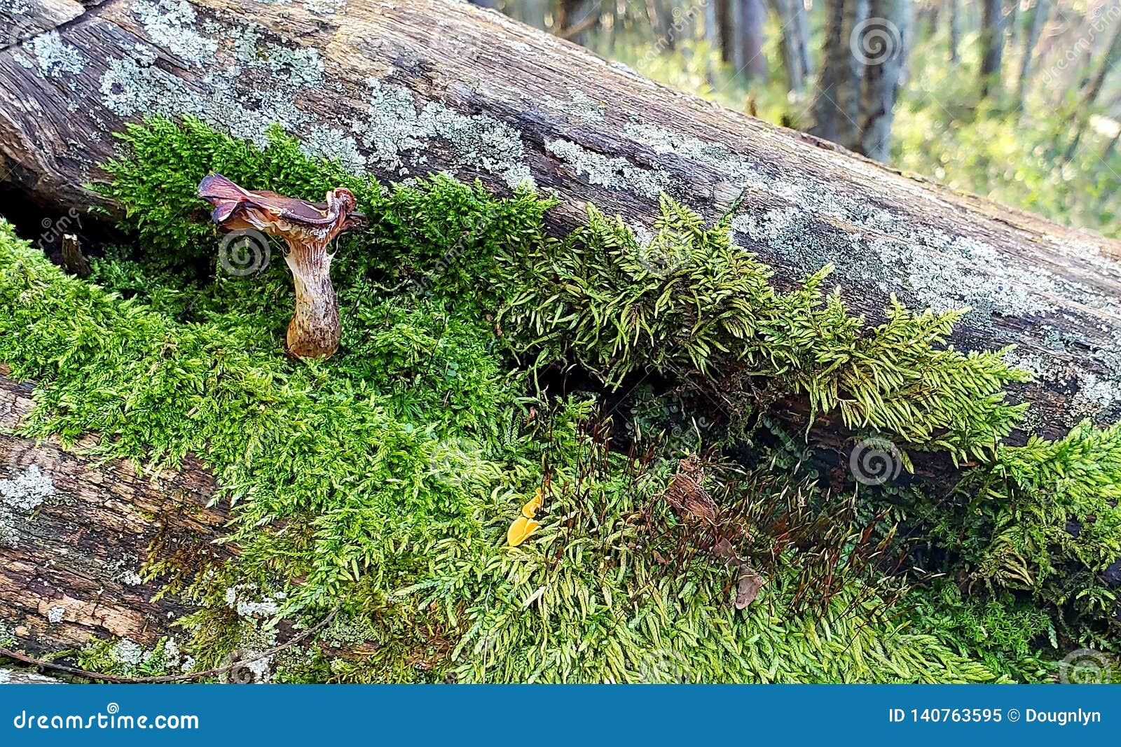 Fallen Tree stock image. Image of tree, mushroom, fallen - 140763595