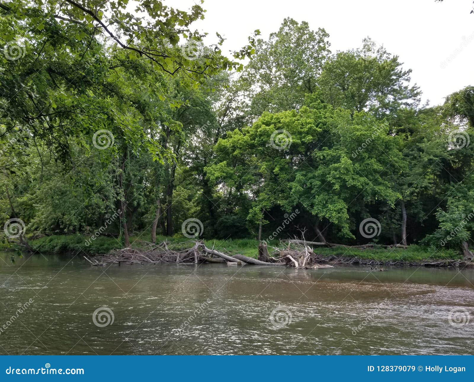 Fallen Tree stock image. Image of tree, nature, outside - 128379079