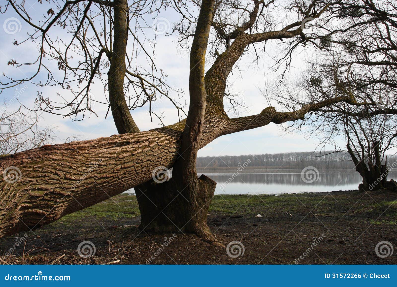 Fallen tree stock photo. Image of fall, timber, trunk - 31572266