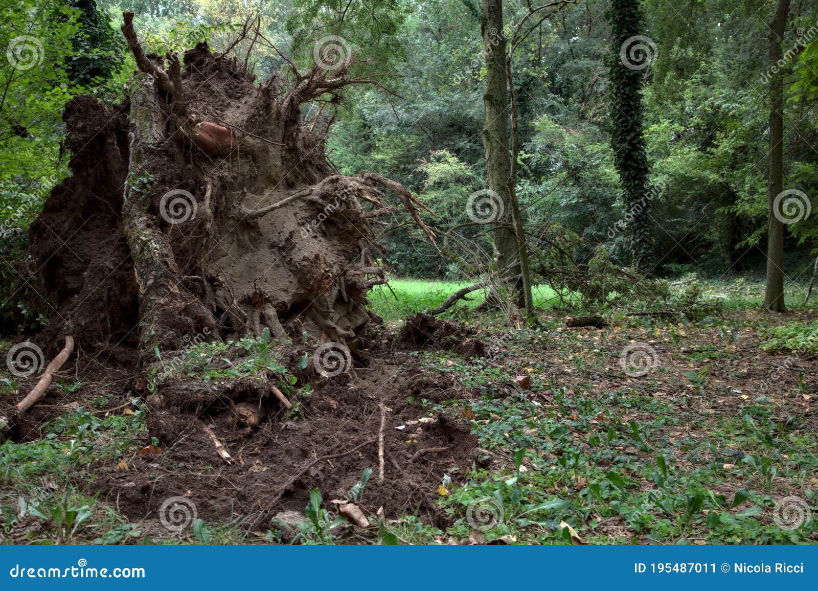 Fallen Tree in a Field with Roots Torn from the Ground on a Cloudy Day ...