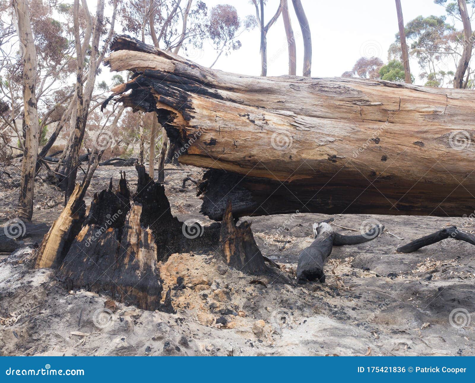 Downed Tree Damaged by Bushfire Stock Photo - Image of effect, powdery ...