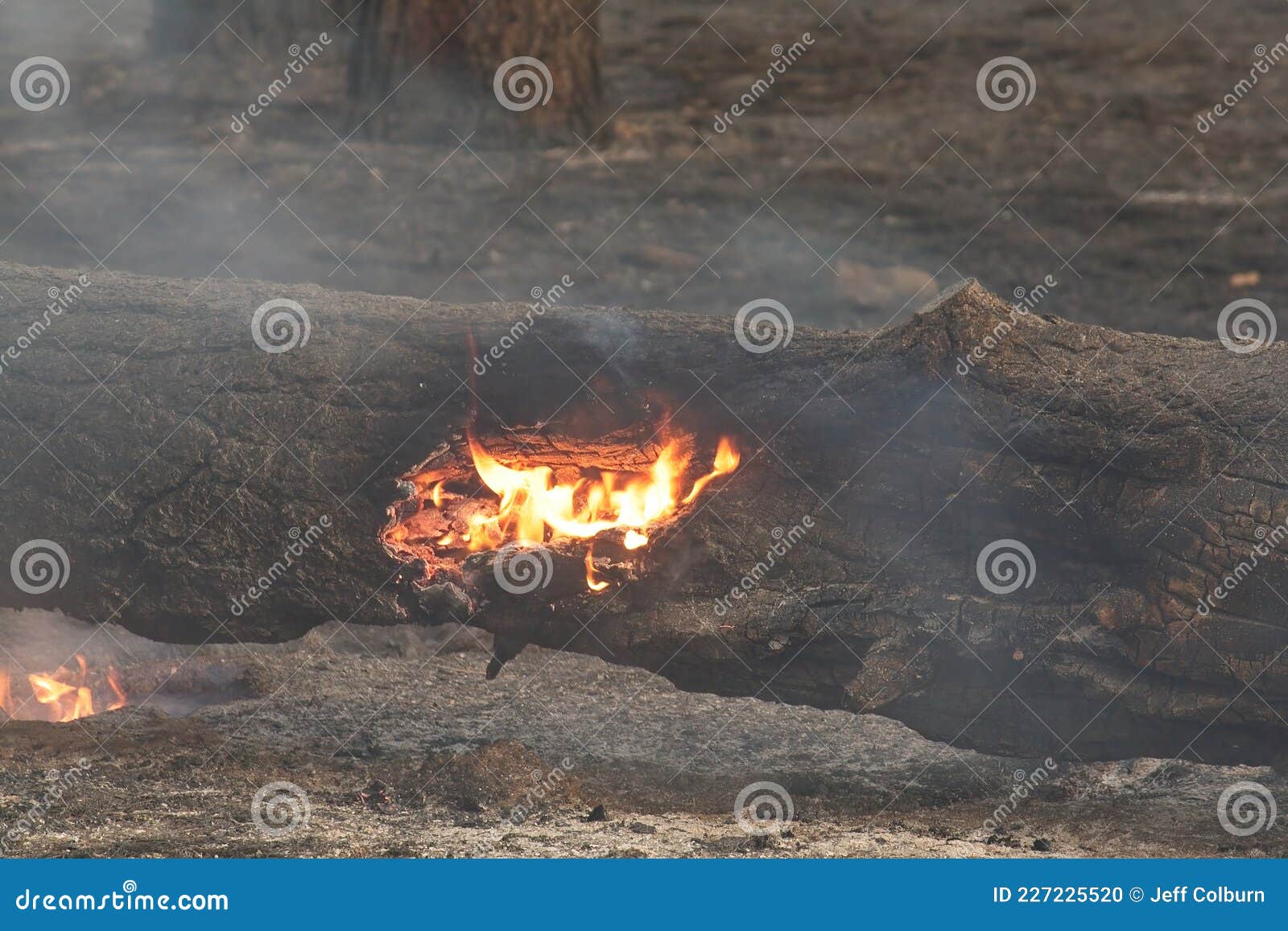 Fallen Tree on Fire in a Forest Stock Photo - Image of arizona ...