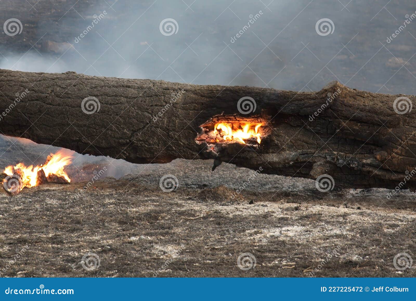 Fallen tree on fire stock photo. Image of orange, fallen - 227225472