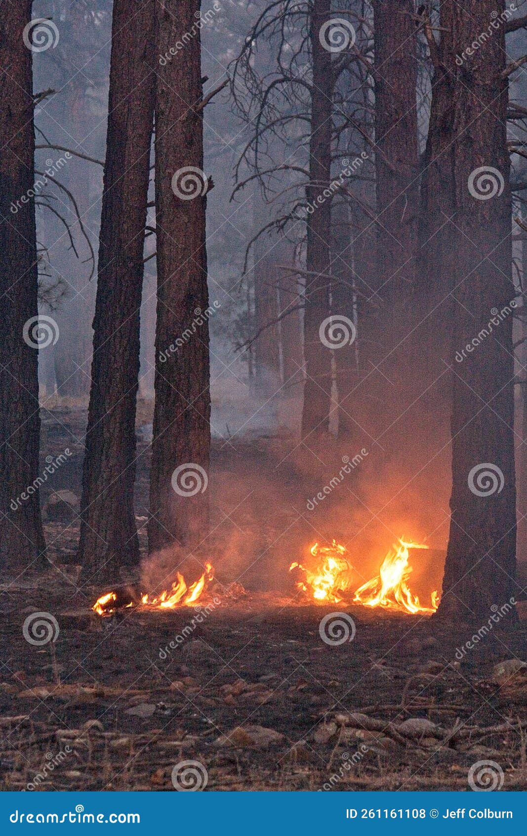 A Fallen Tree on Fire in the Forest. Stock Photo - Image of jeff, flame ...