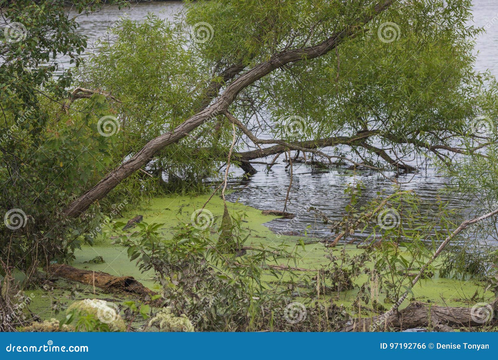 Fallen tree in the flood stock photo. Image of flooding - 97192766
