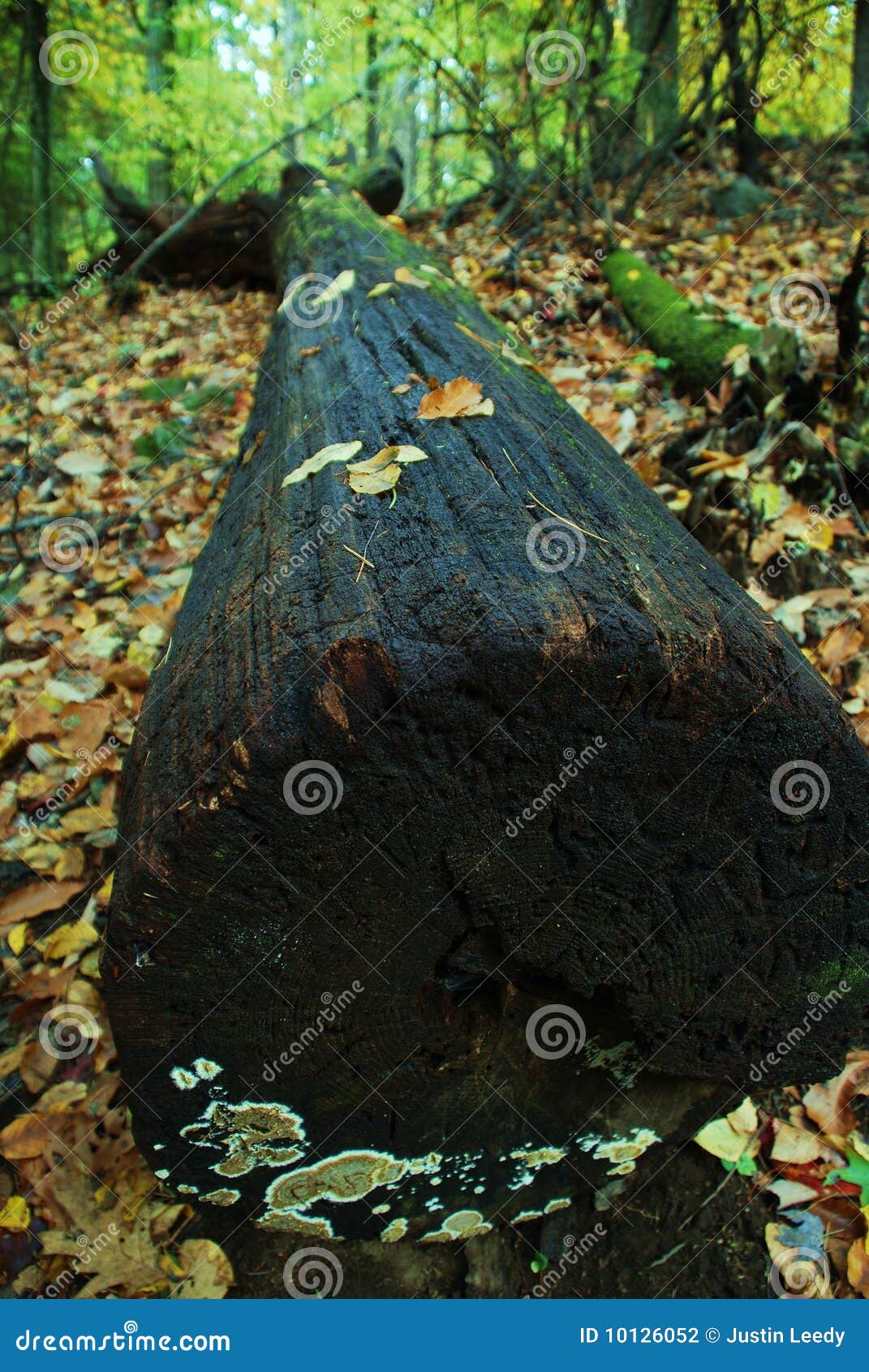 Fallen tree in forest stock photo. Image of decaying - 10126052