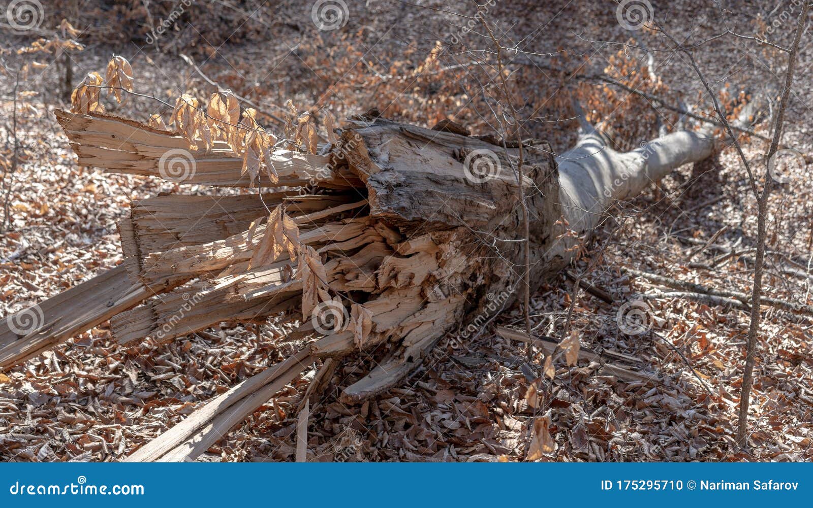 Fallen tree in the forest stock photo. Image of mysterious - 175295710