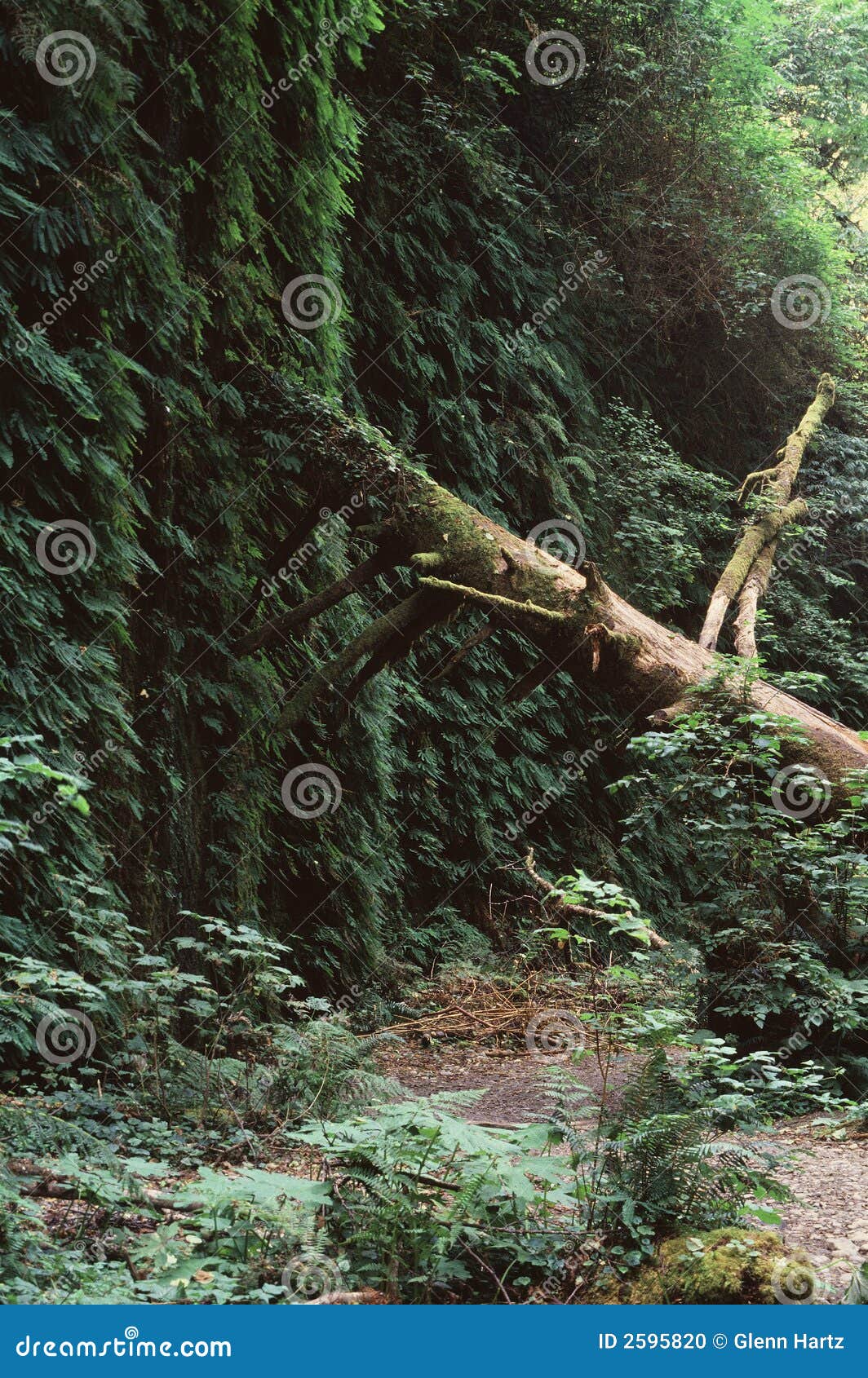 Fallen tree in forest stock photo. Image of trees, plants - 2595820