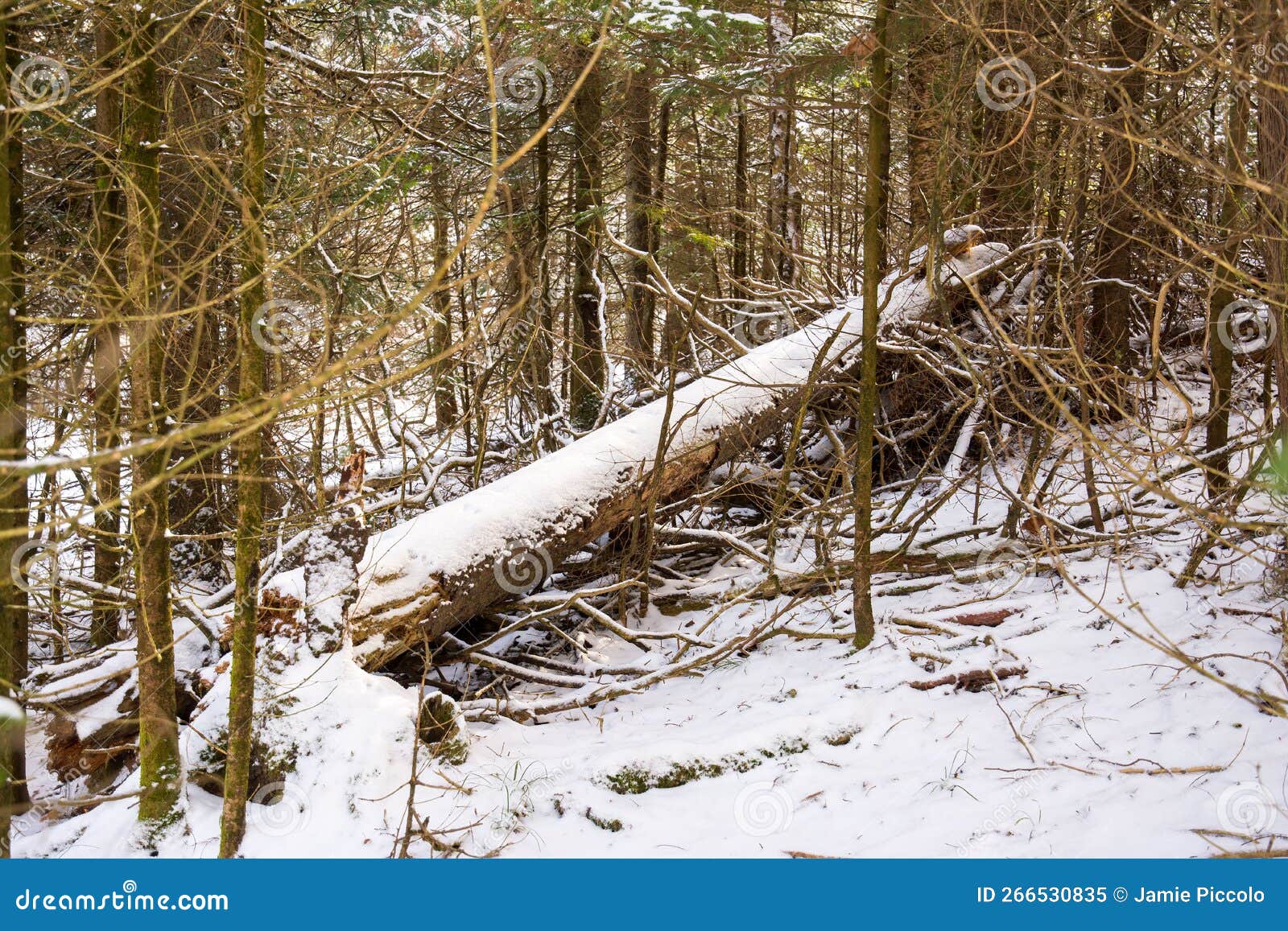 Fallen tree in forest stock image. Image of leaf, tree - 266530835