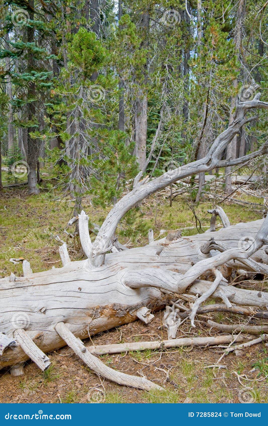 Fallen tree in forest stock photo. Image of bark, green - 7285824