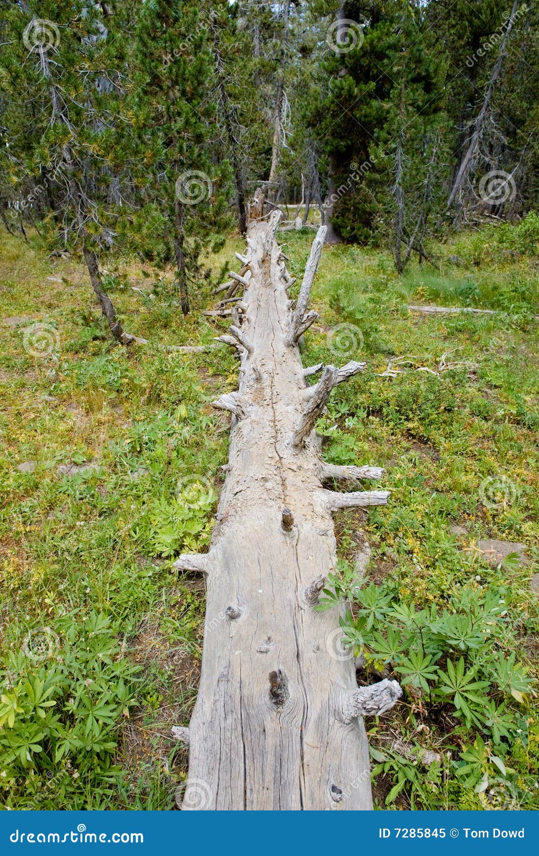 Fallen tree in forest stock image. Image of outside, fallen - 7285845