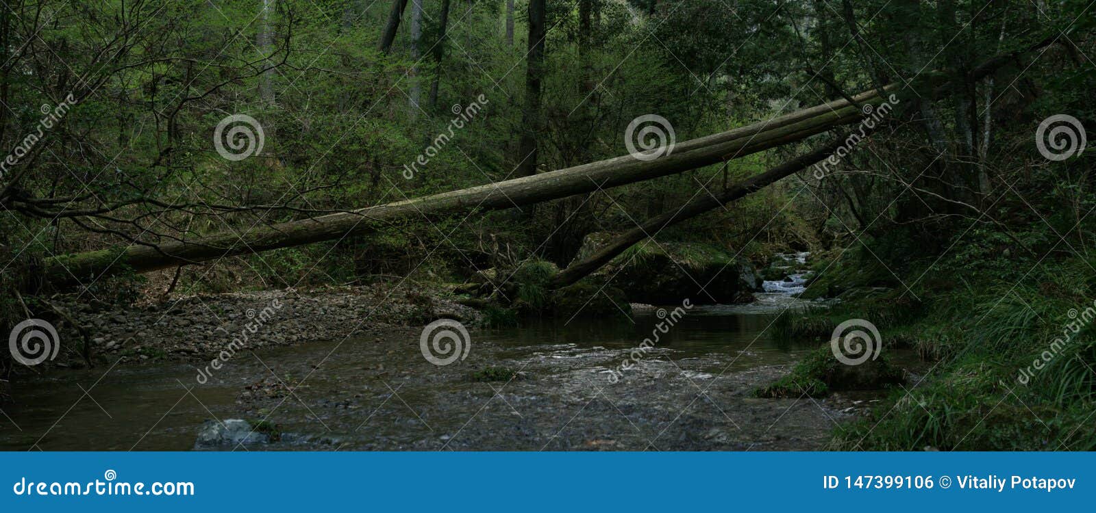 Fallen Tree in the Forest Across the River Stock Photo - Image of ...