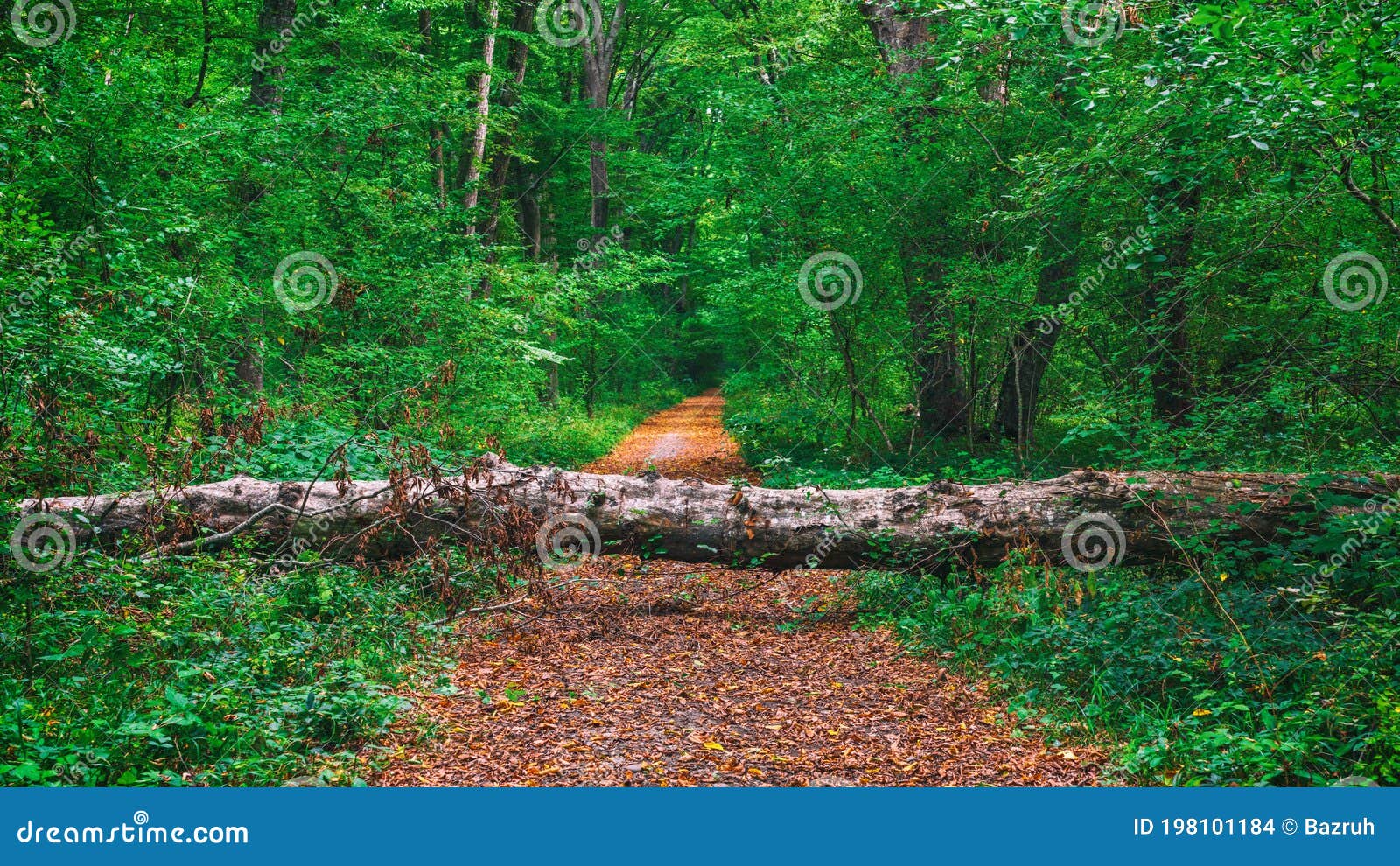 A Fallen Tree in Forest Blocked Way Stock Photo - Image of landscape ...