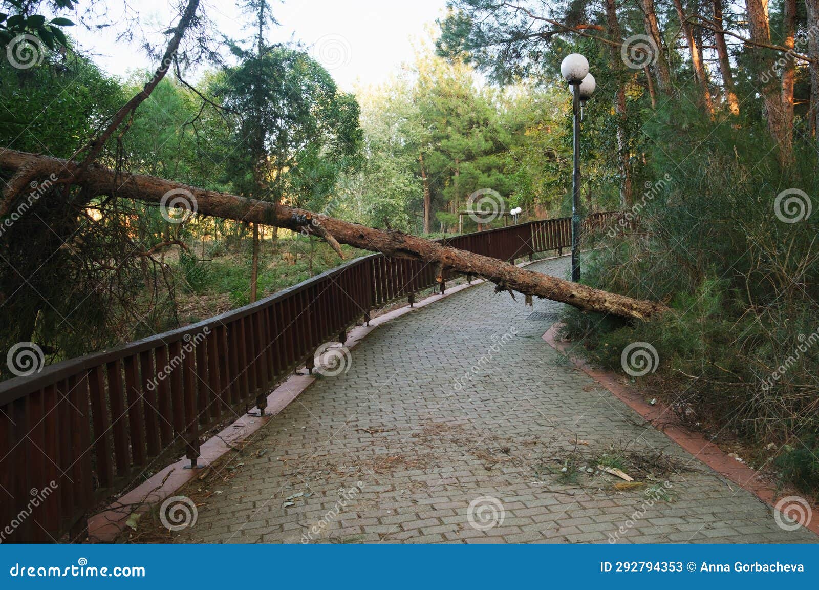 A Fallen Tree in Forest Blocked Way Stock Image - Image of environment ...