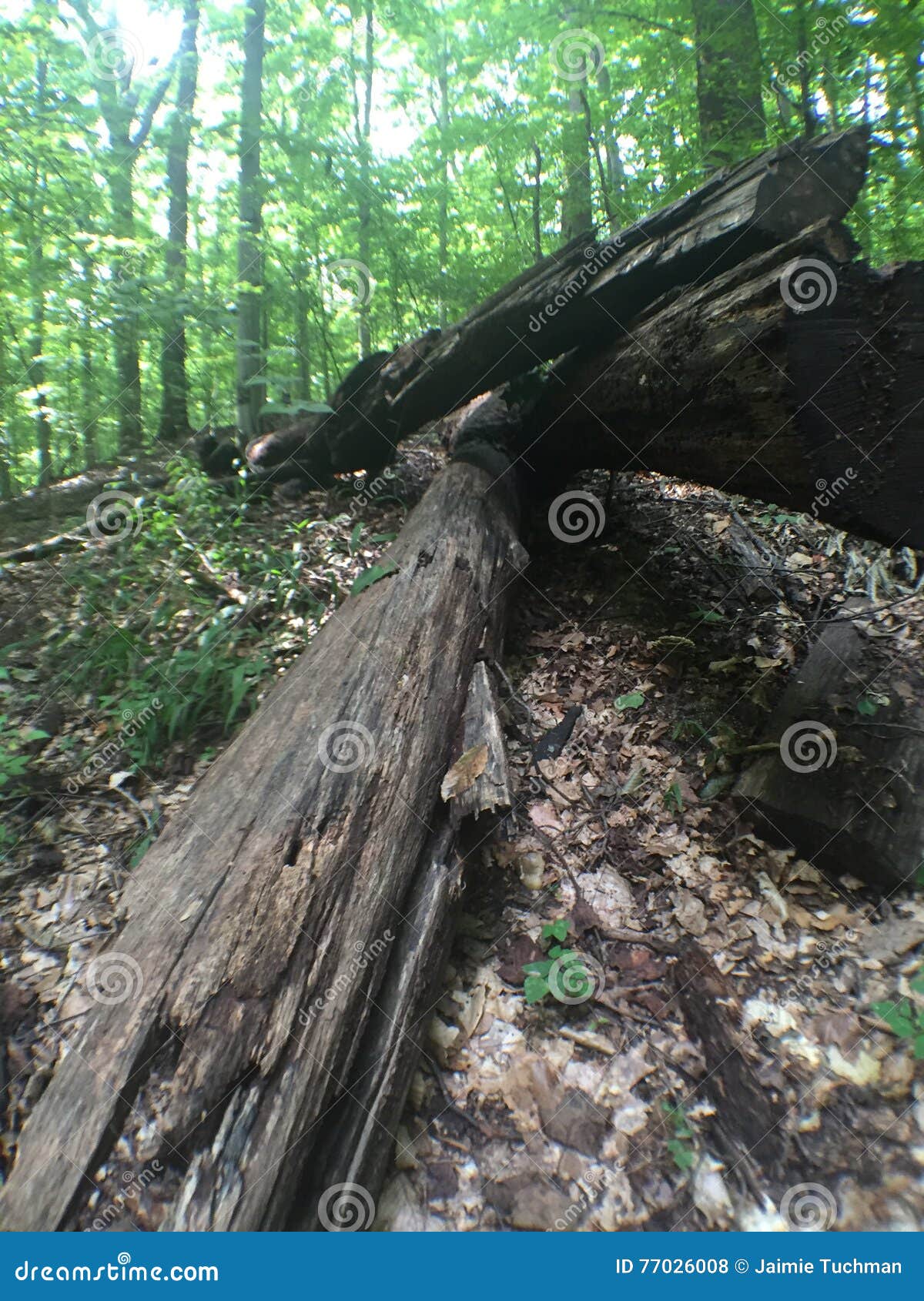Fallen tree in forest stock photo. Image of forest, fallen - 77026008