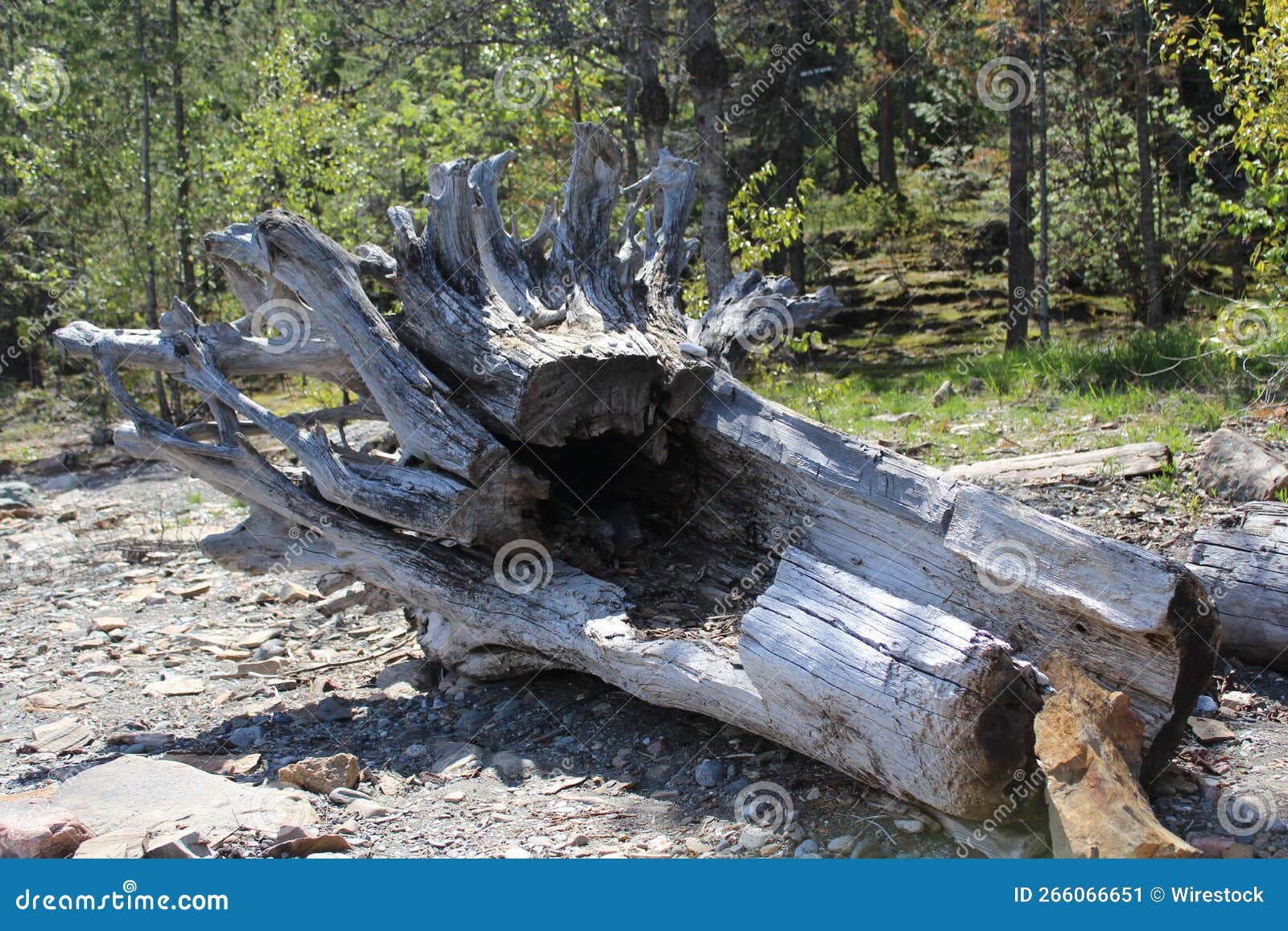 Fallen Tree in a Forest at Daytime Stock Image - Image of sunny, wood ...