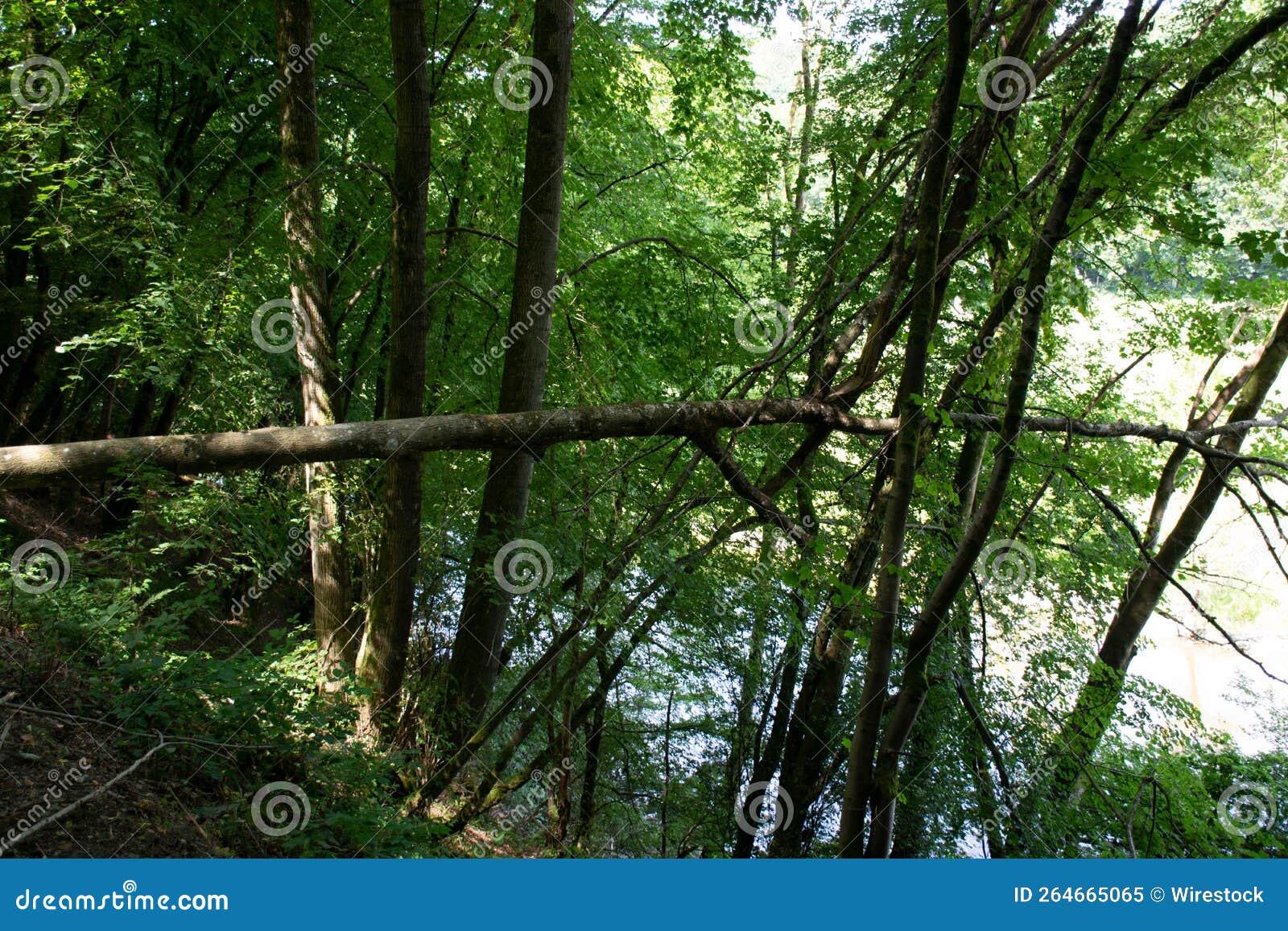 Fallen Tree in a Forest at Daytime Stock Image - Image of outside ...