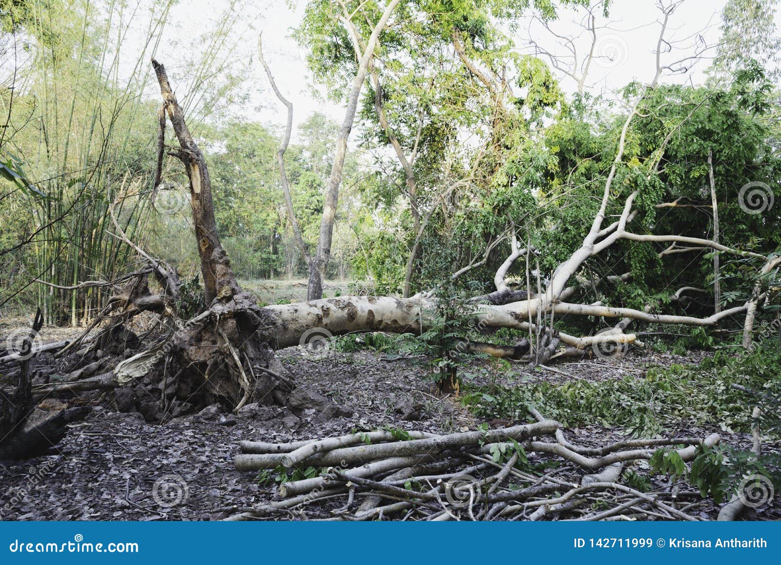 Fallen Tree in a Forest. a Fallen and Dead Tree in the Middle of the ...