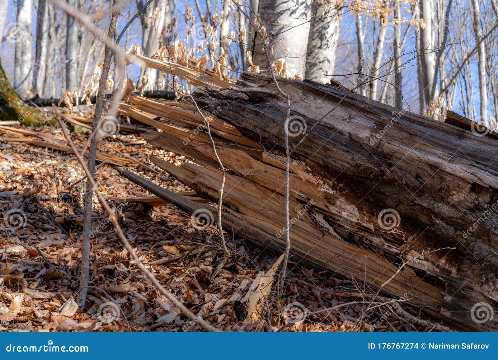 Fallen tree in the forest stock photo. Image of beautiful - 176767274