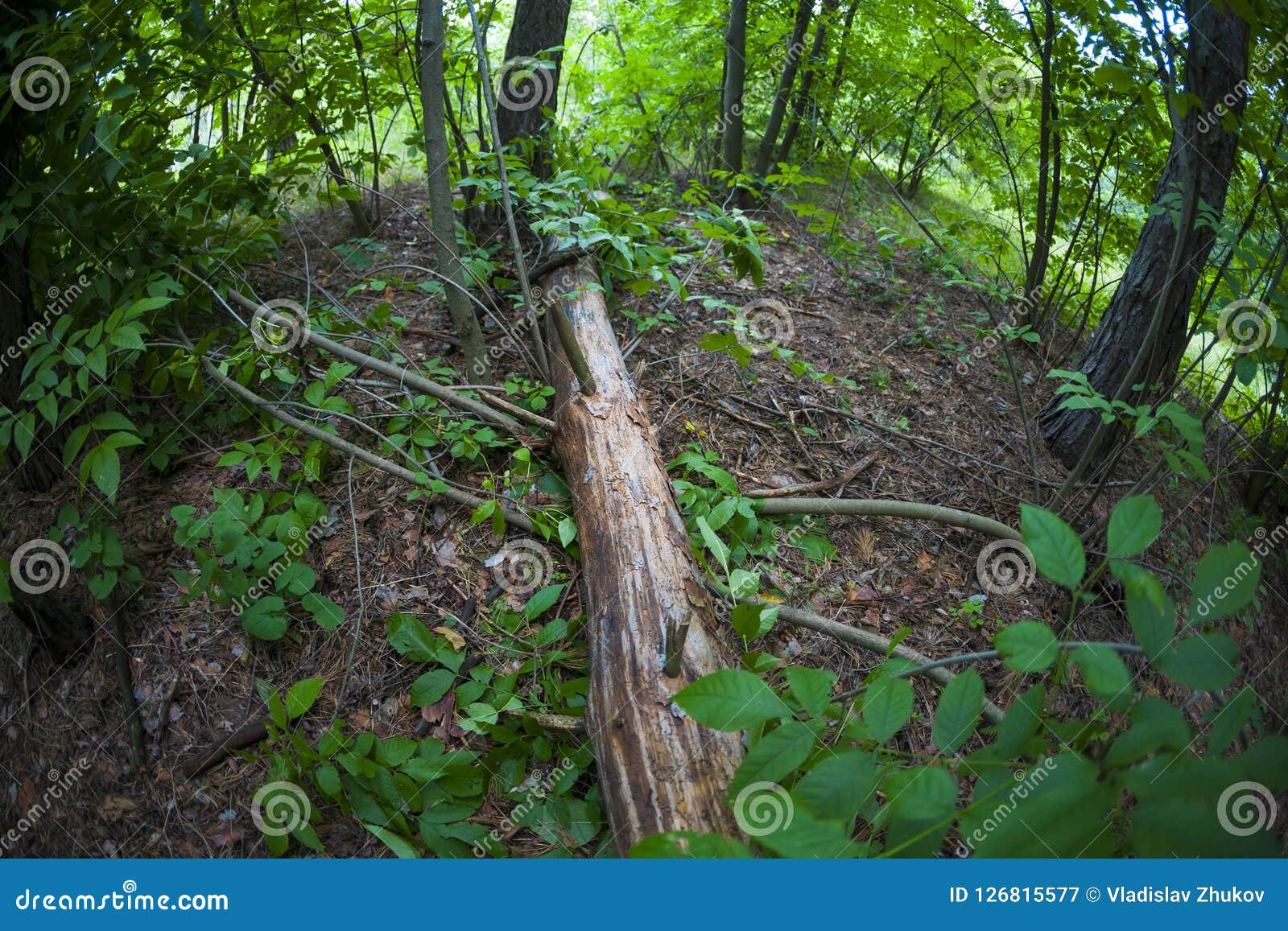 A Fallen Tree in the Forest. Stock Image - Image of fallen, large ...