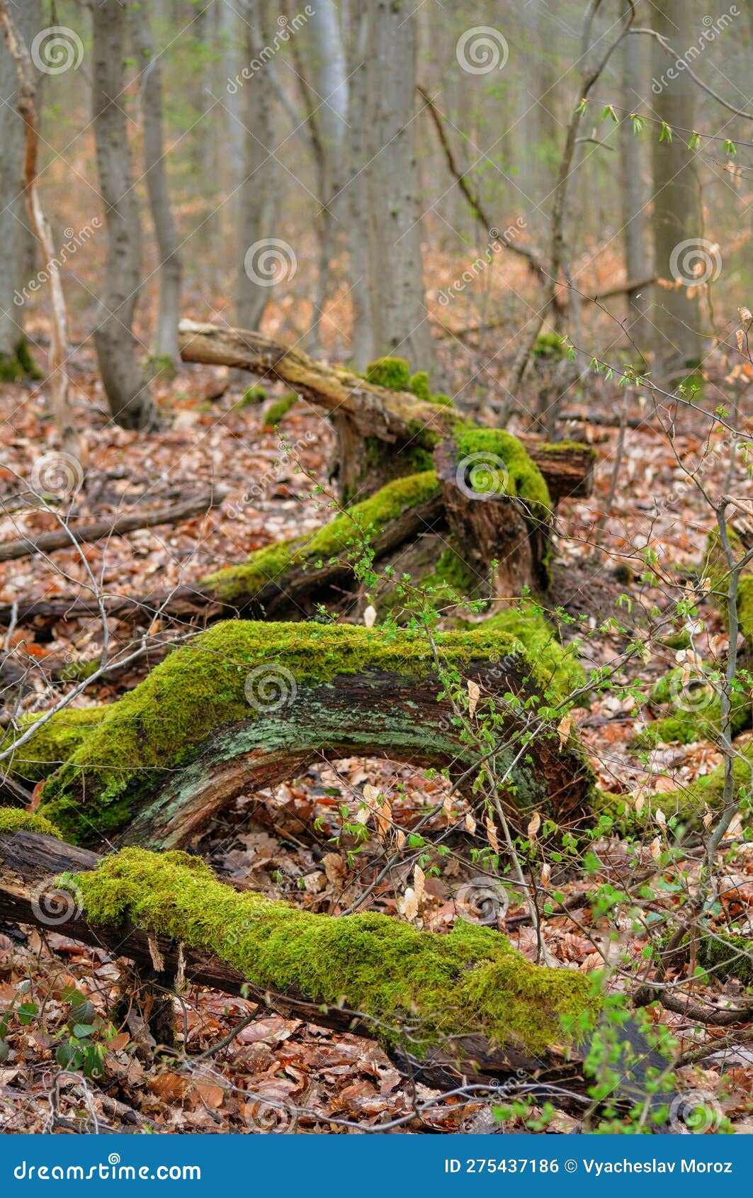 Fallen tree in the forest. stock photo. Image of wilderness - 275437186