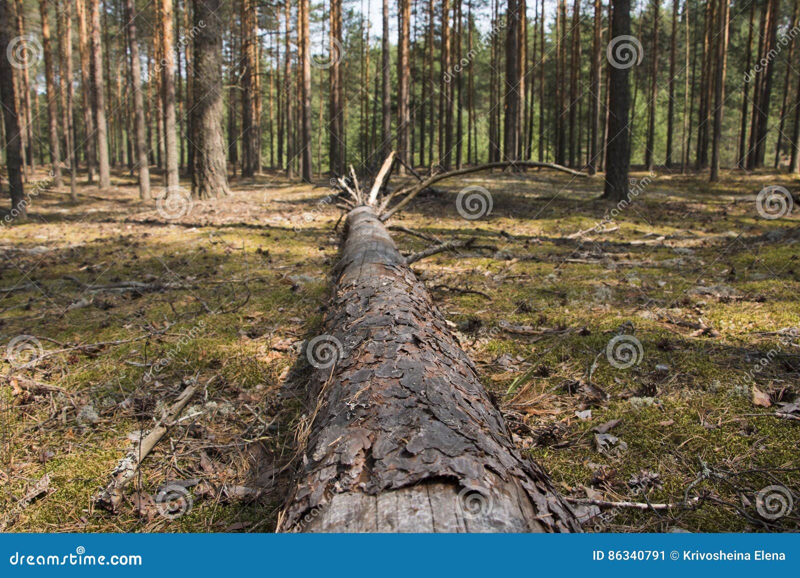 A fallen tree in a forest stock image. Image of dead - 86340791