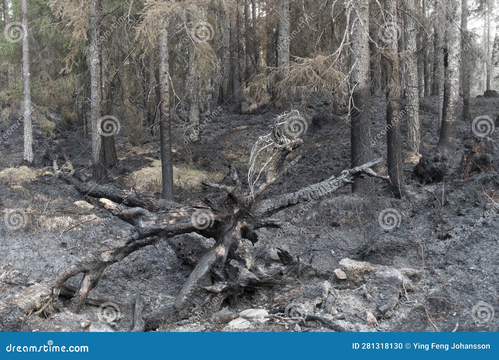 Fallen Tree after Forest Fire Stock Photo - Image of carbon ...