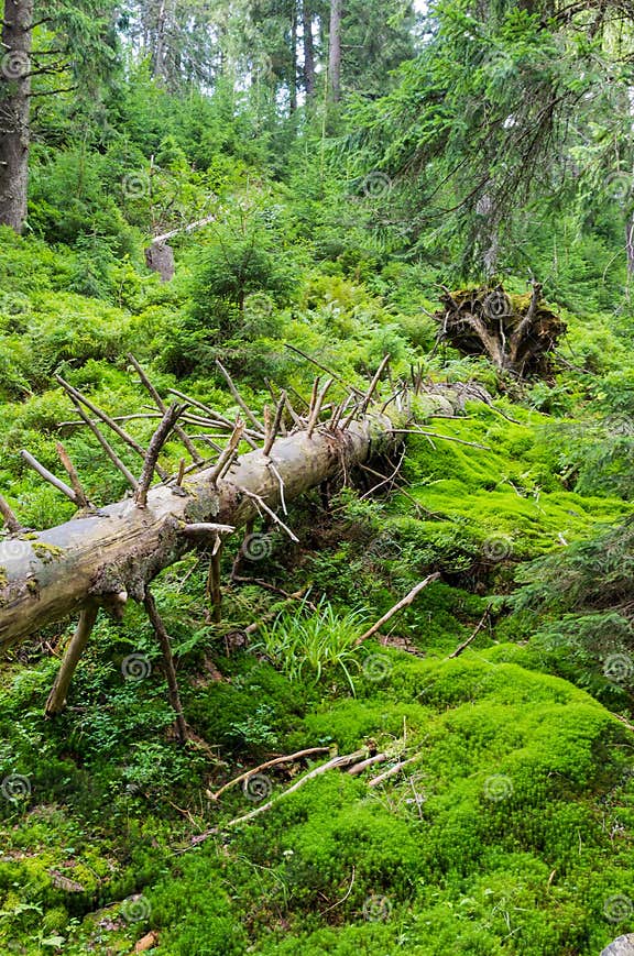 A Fallen Tree in the Forest. Leading Lines Stock Image - Image of moss ...