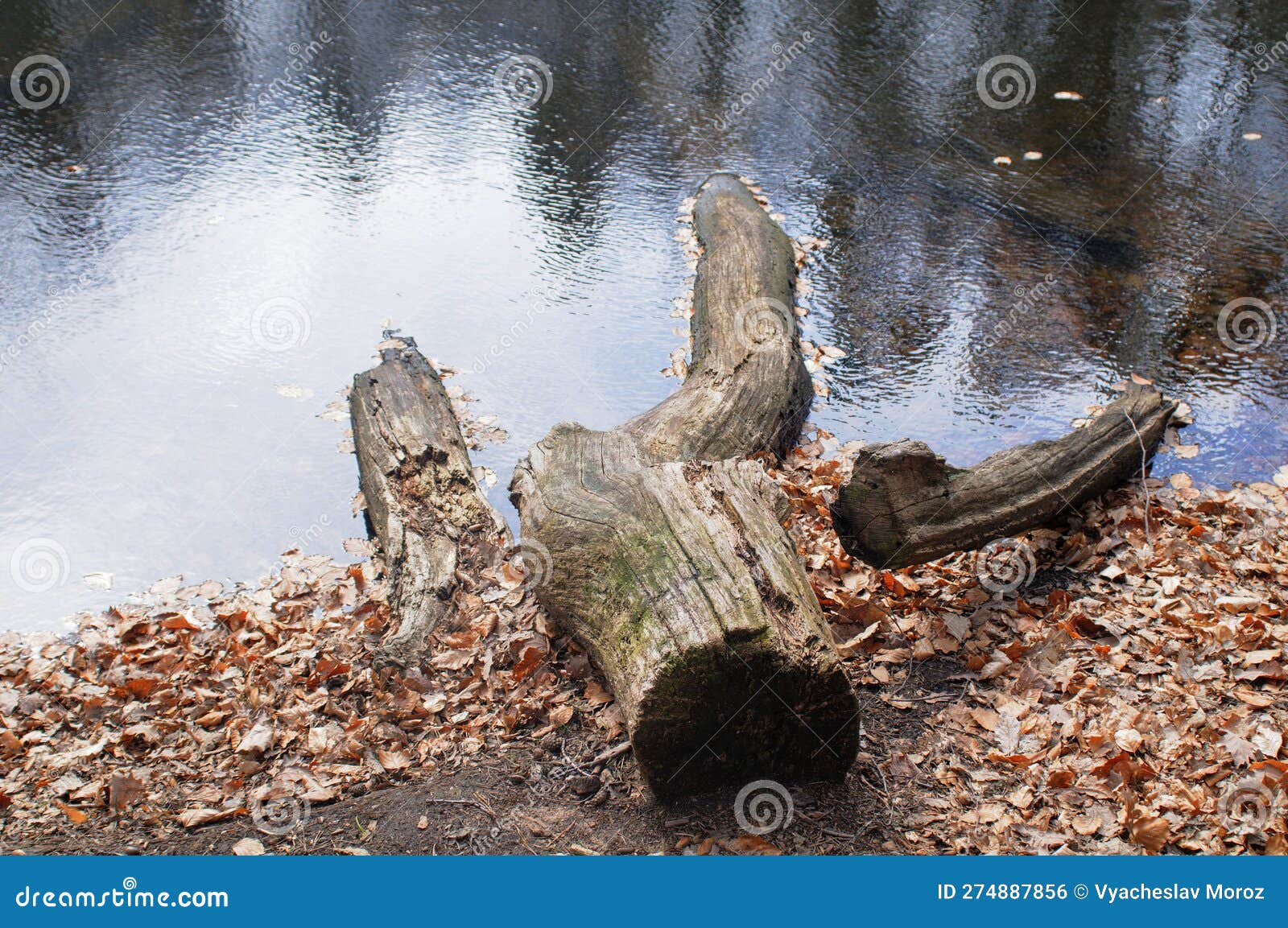 Fallen Tree in the Forest with Fallen Leaves Stock Photo - Image of ...
