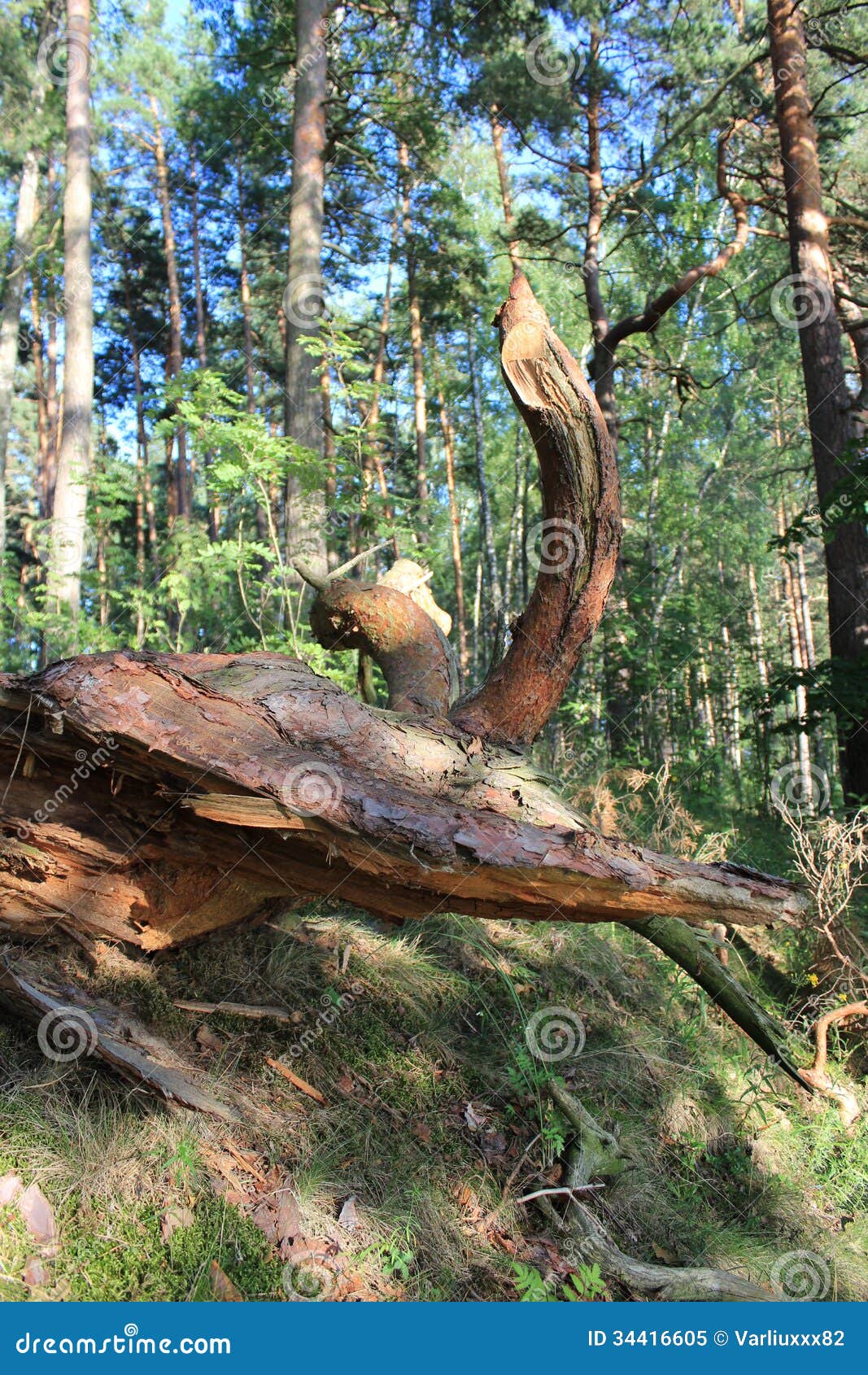 Fallen tree stock image. Image of occupation, tree, lumber - 34416605