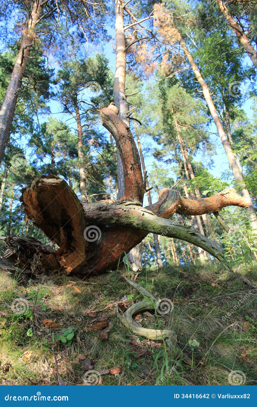 Fallen tree stock photo. Image of fallen, forest, pine - 34416642