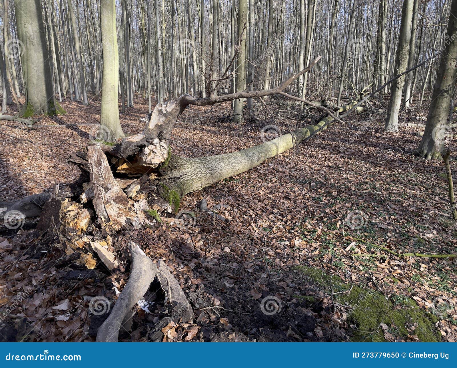 Fallen tree in the forest stock photo. Image of park - 273779650