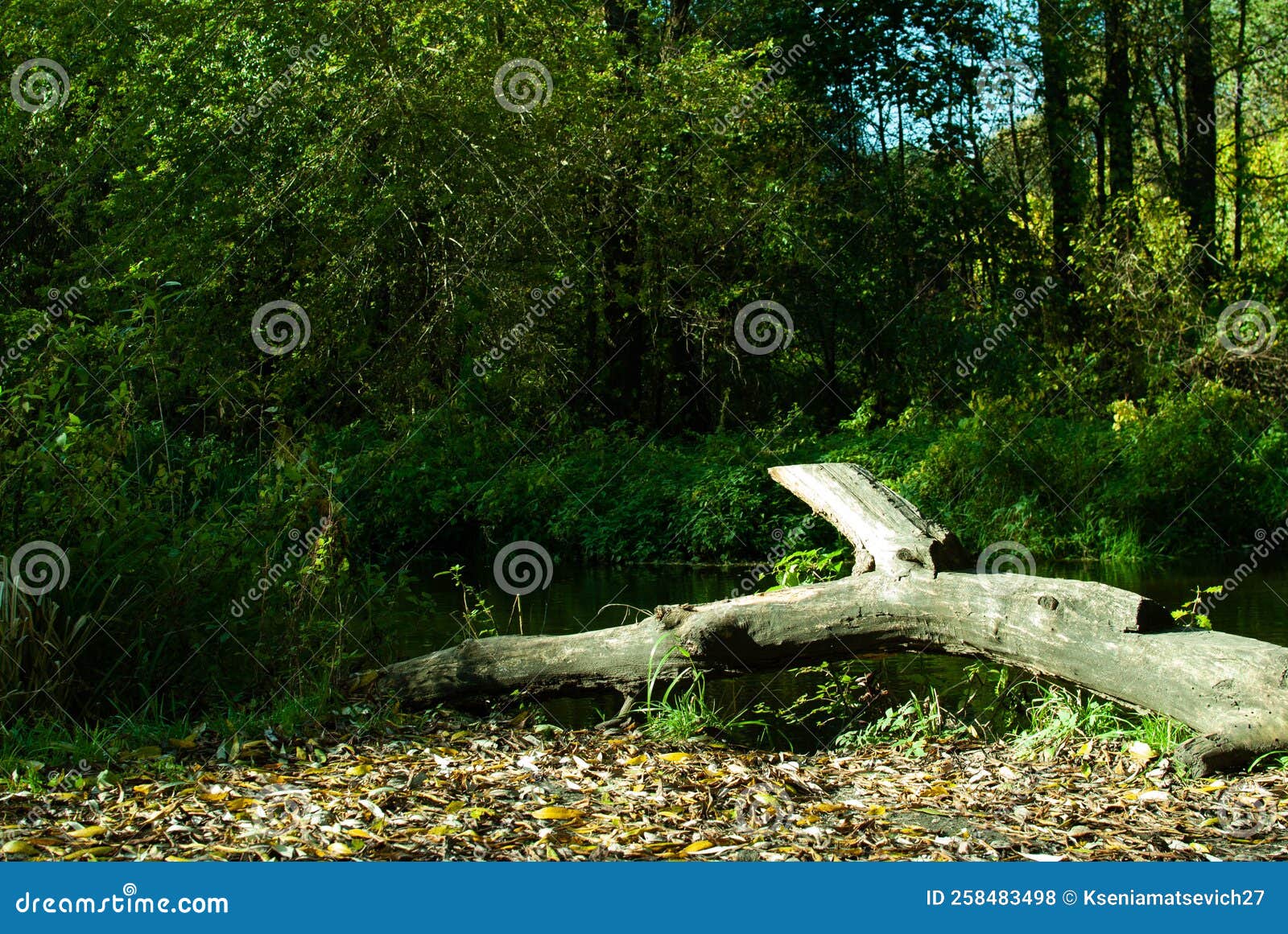 A Fallen Tree in the Forest Stock Photo - Image of green, jungle: 258483498