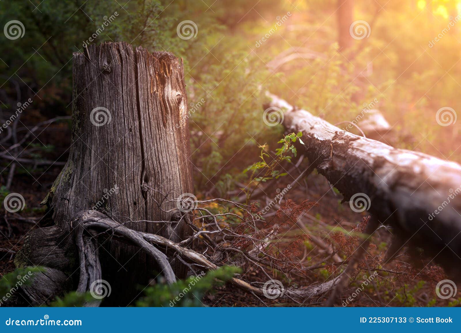 Fallen tree in the forest stock image. Image of green - 225307133