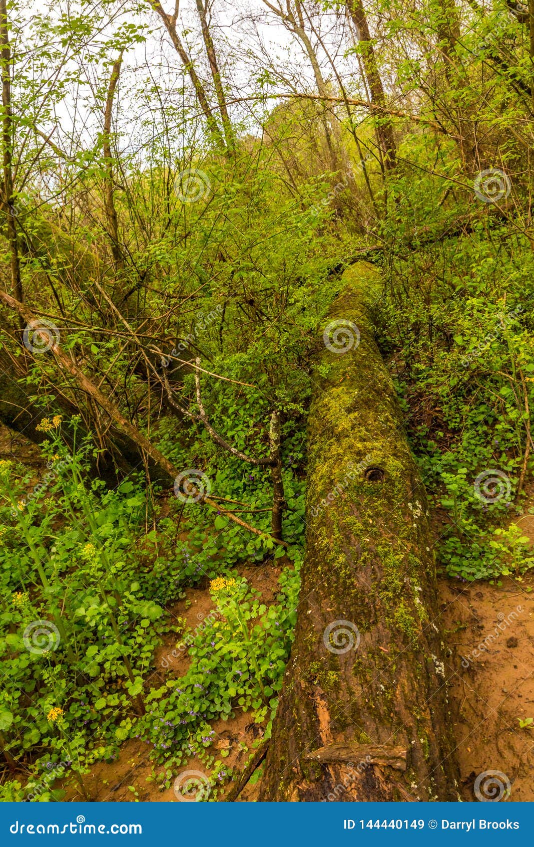 Fallen Tree and Forest stock image. Image of trees, woods - 144440149