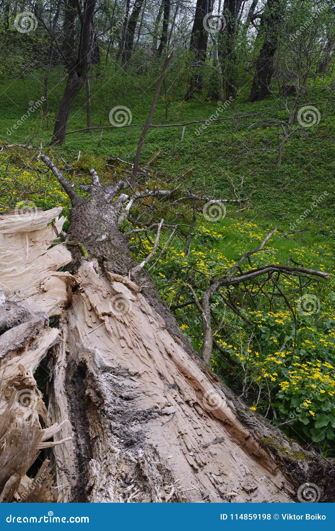 A Fallen Tree in the Forest Stock Photo - Image of bent, background ...