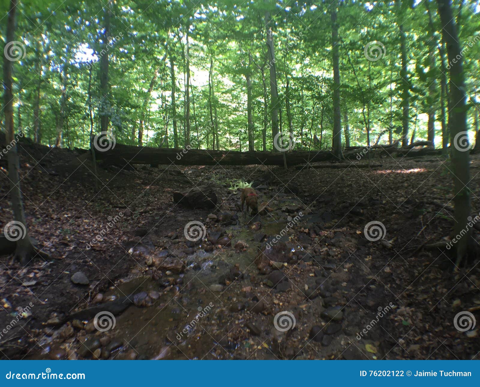 Fallen tree in forest stock photo. Image of outside, happy - 76202122