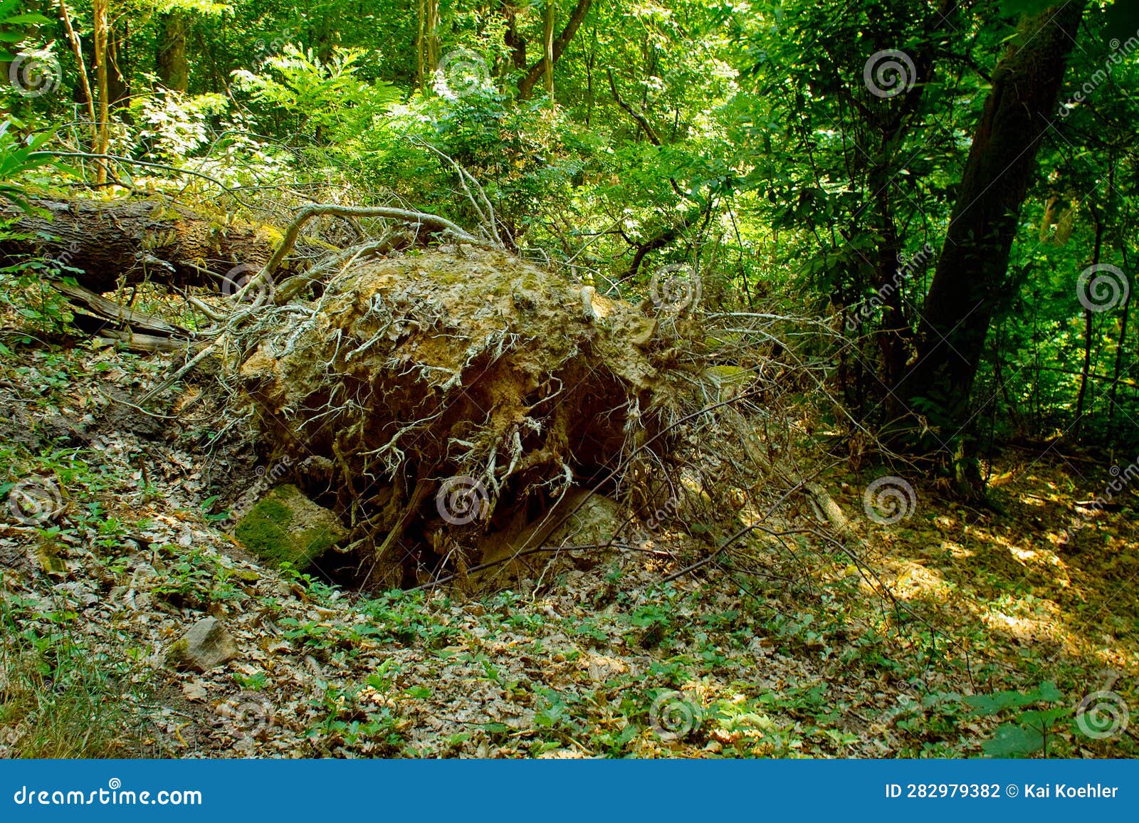 Fallen tree in a forest stock photo. Image of leave - 282979382