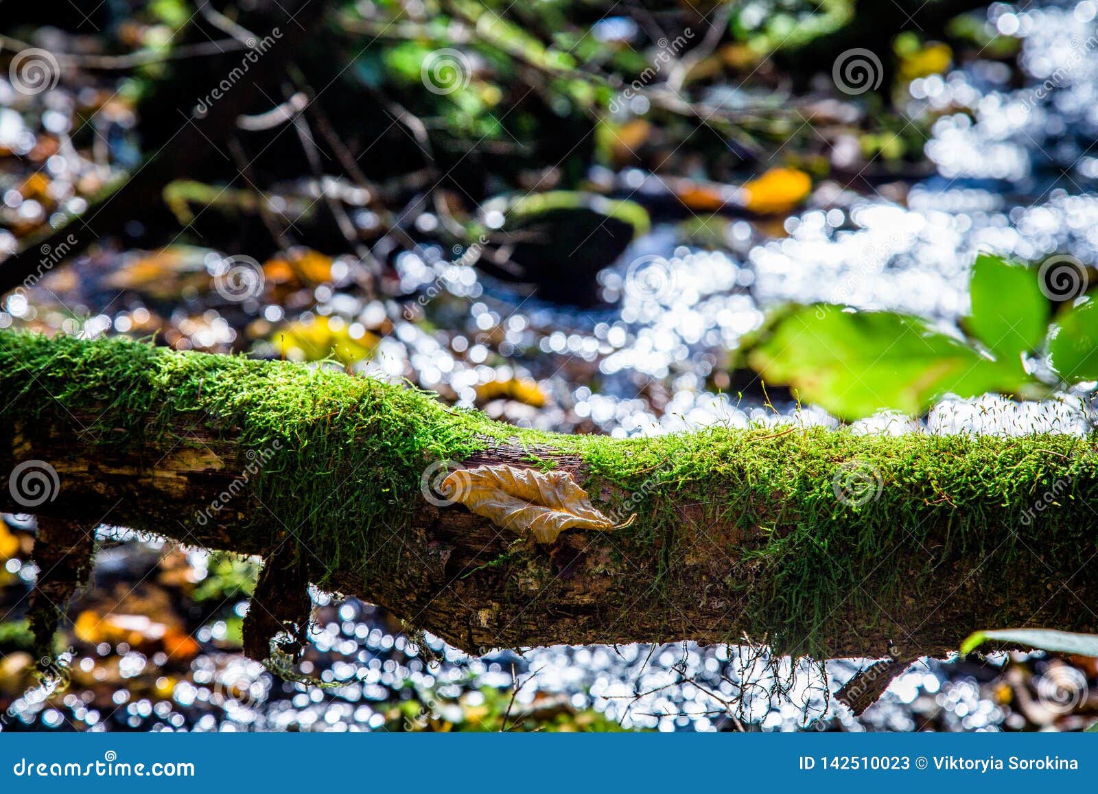 Fallen tree in the forest stock image. Image of forest - 142510023
