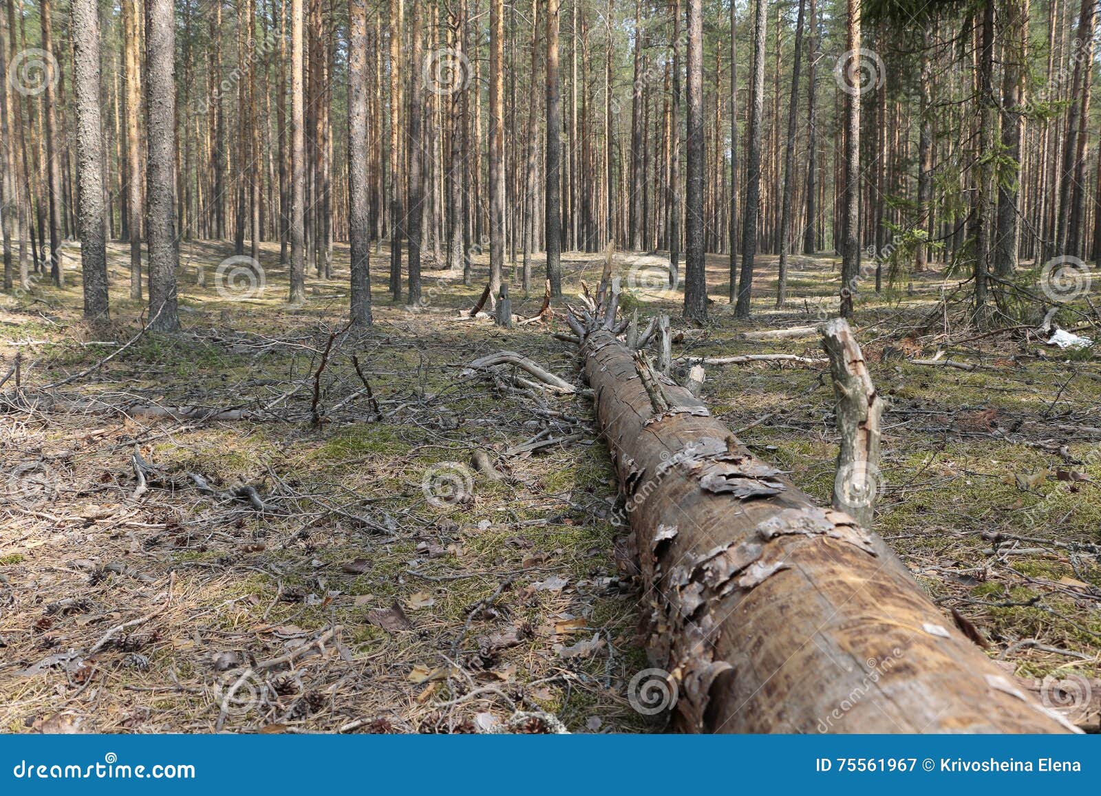A fallen tree in a forest stock image. Image of outdoor - 75561967