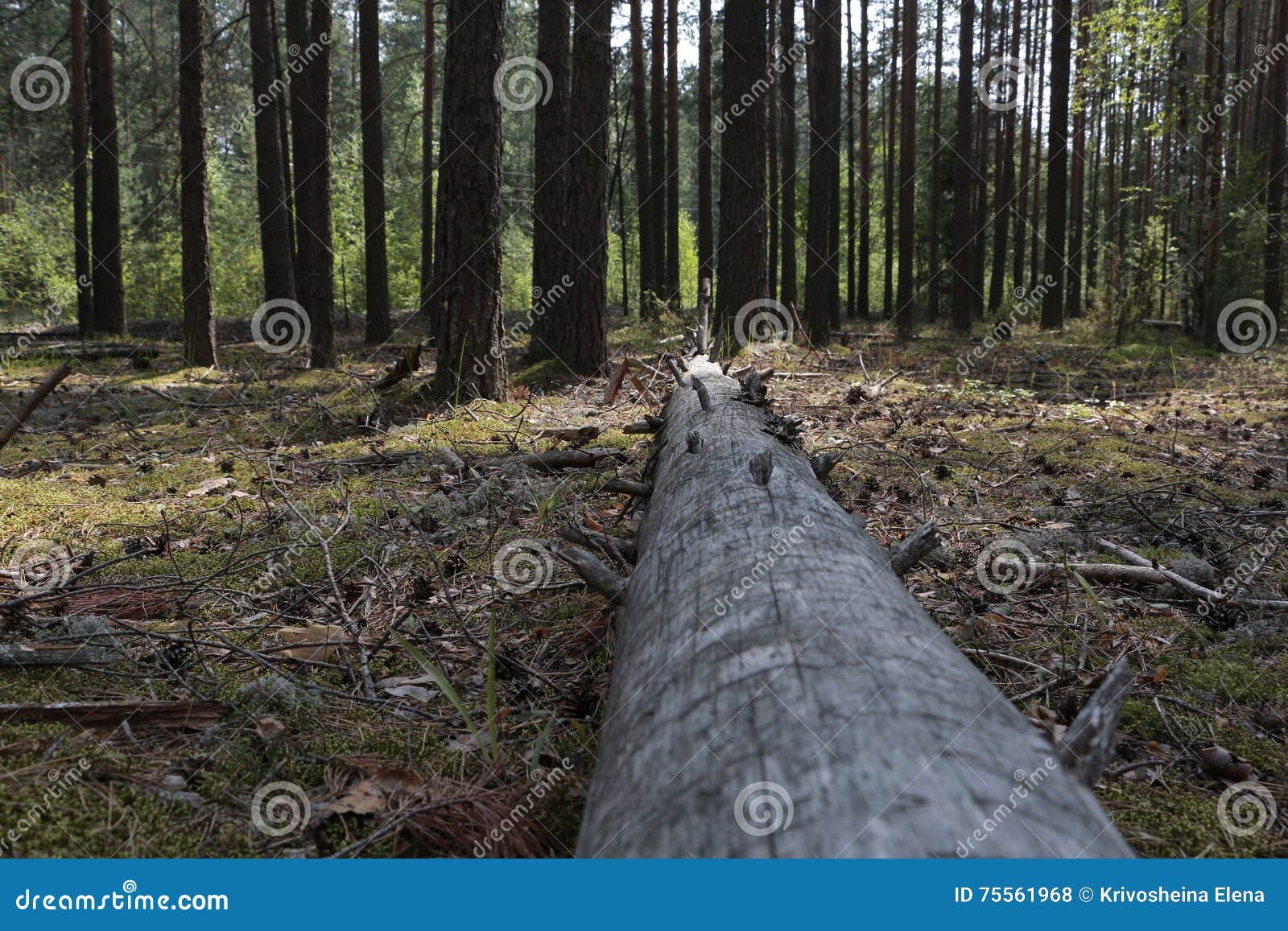 A fallen tree in a forest stock photo. Image of bushes - 75561968