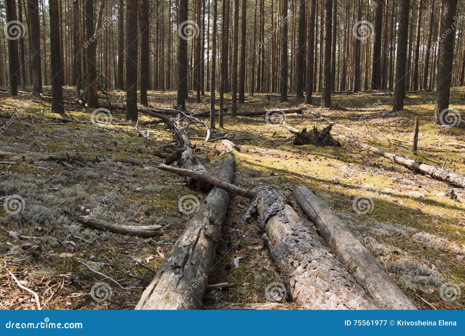 A fallen tree in a forest stock image. Image of windbreak - 75561977