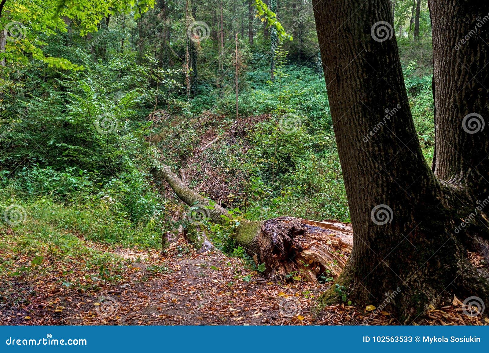 Fallen Tree in the Forest after Rain Stock Image - Image of green ...