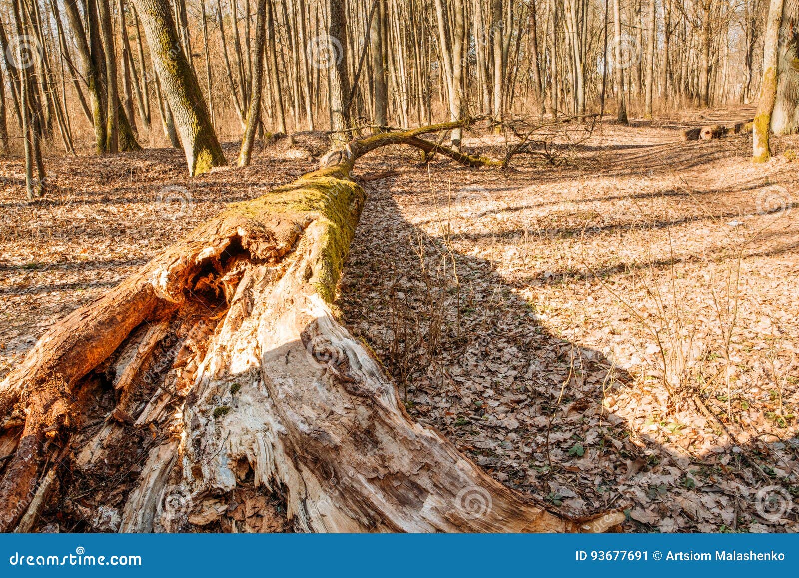 Fallen Tree in the Forest Road Stock Image - Image of branch, trunk ...
