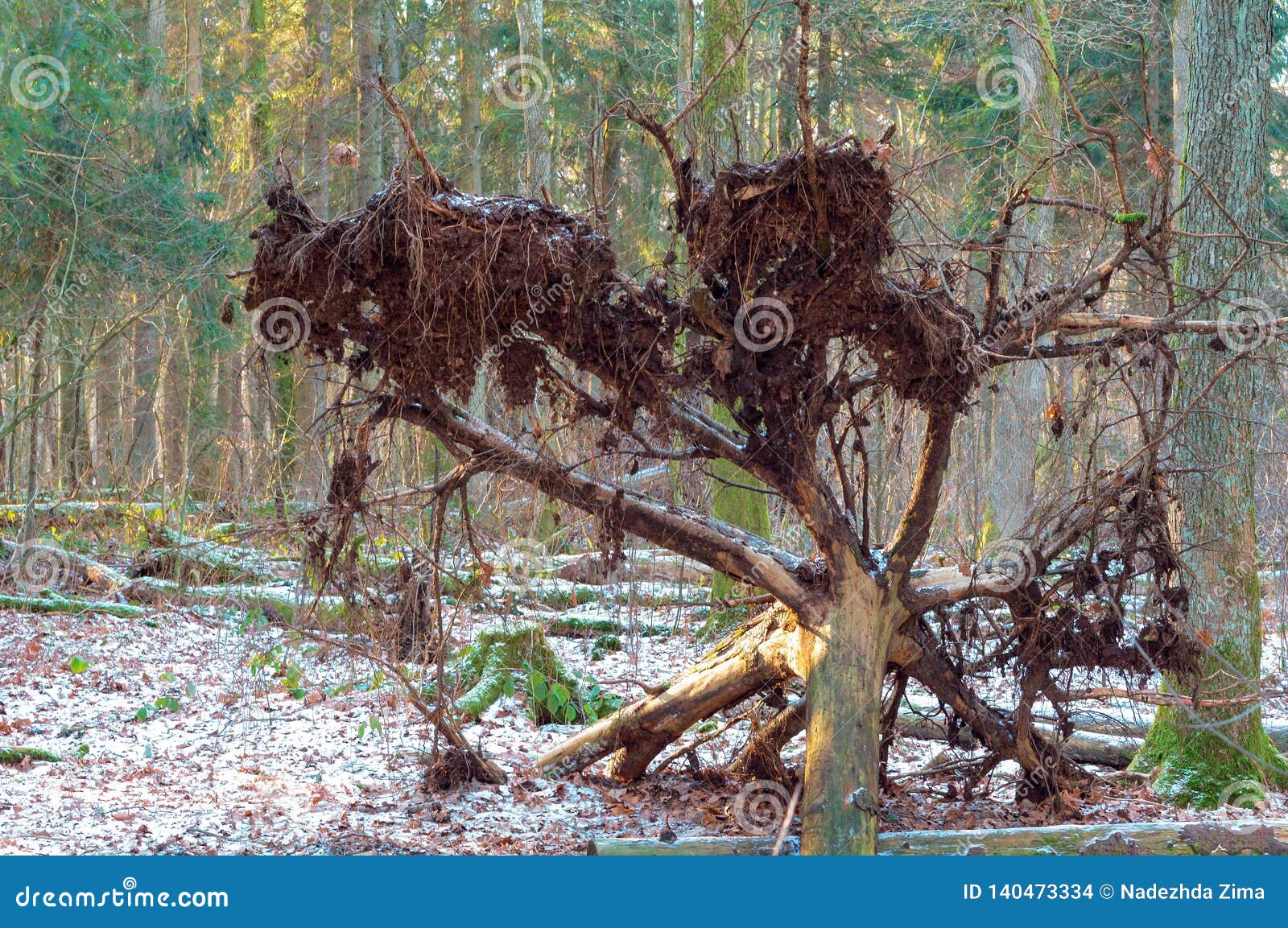 A Fallen Tree in the Forest, the Root of the Tree Stock Photo - Image ...